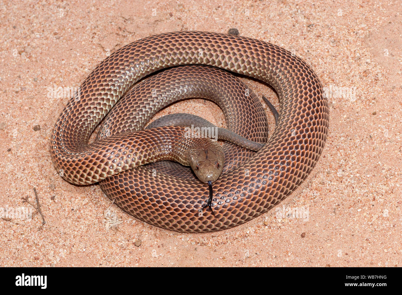 Mulga snake Banque de photographies et d’images à haute résolution - Alamy