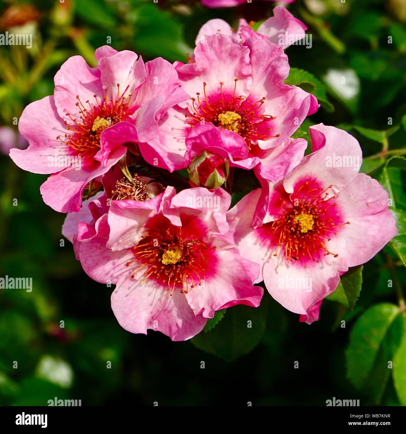 Rosaceae, rose, de paix et d'amour, Jardin des Plantes, Paris, France ...