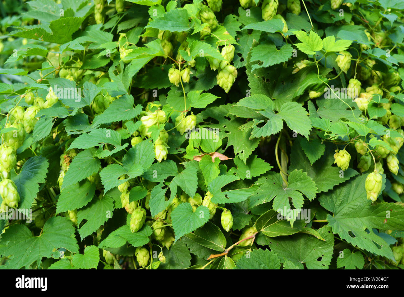 Belles et vibrantes feuilles de houblon vert avec des fleurs mûres et ...