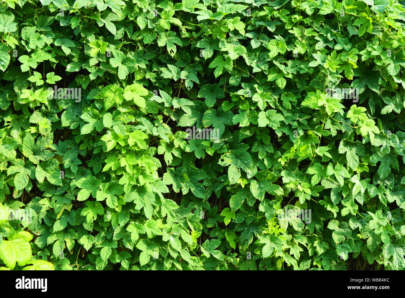 Belles et vibrantes feuilles de houblon vert avec des fleurs mûres et ...