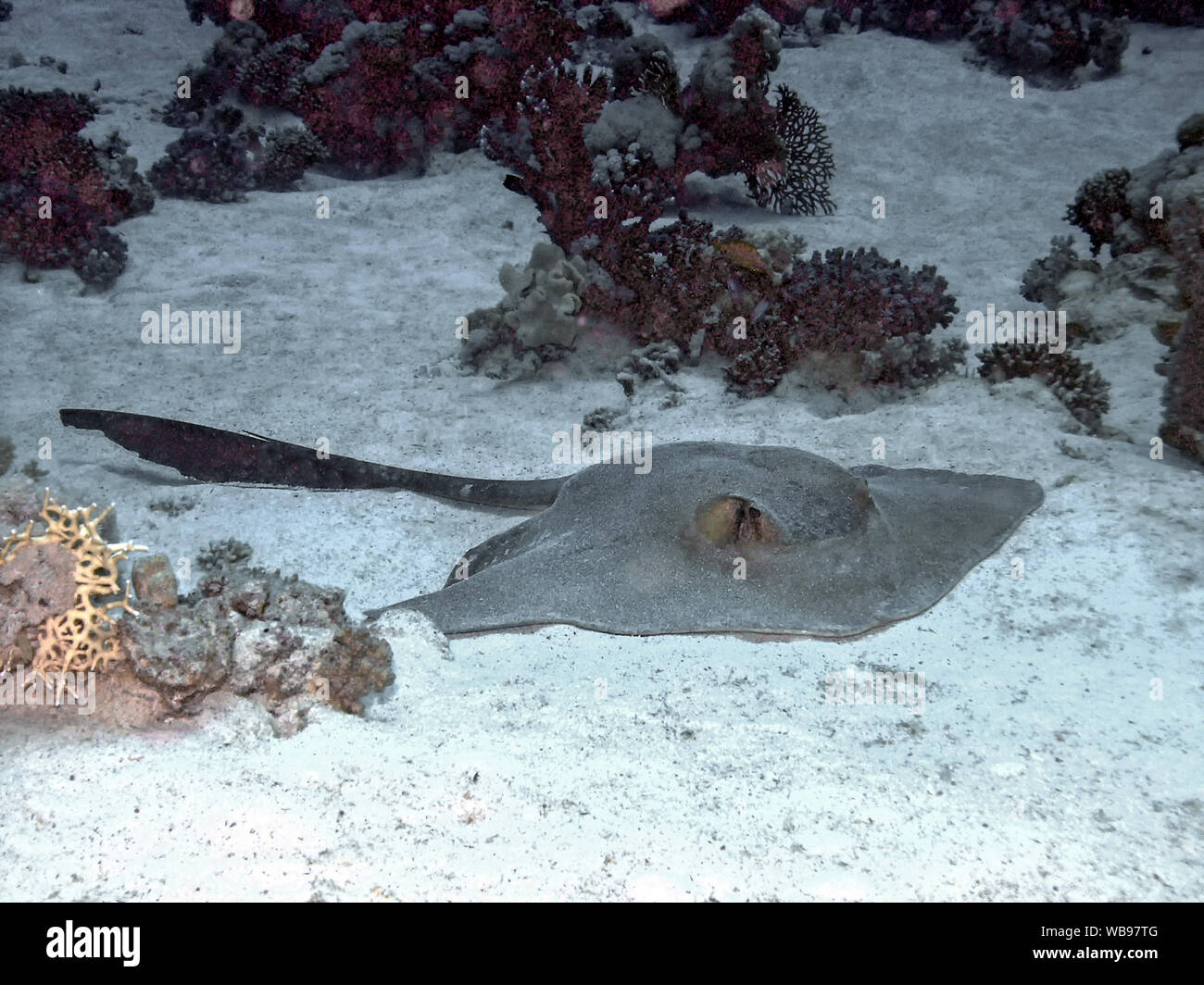 Feathertail ray Banque de photographies et d’images à haute résolution ...