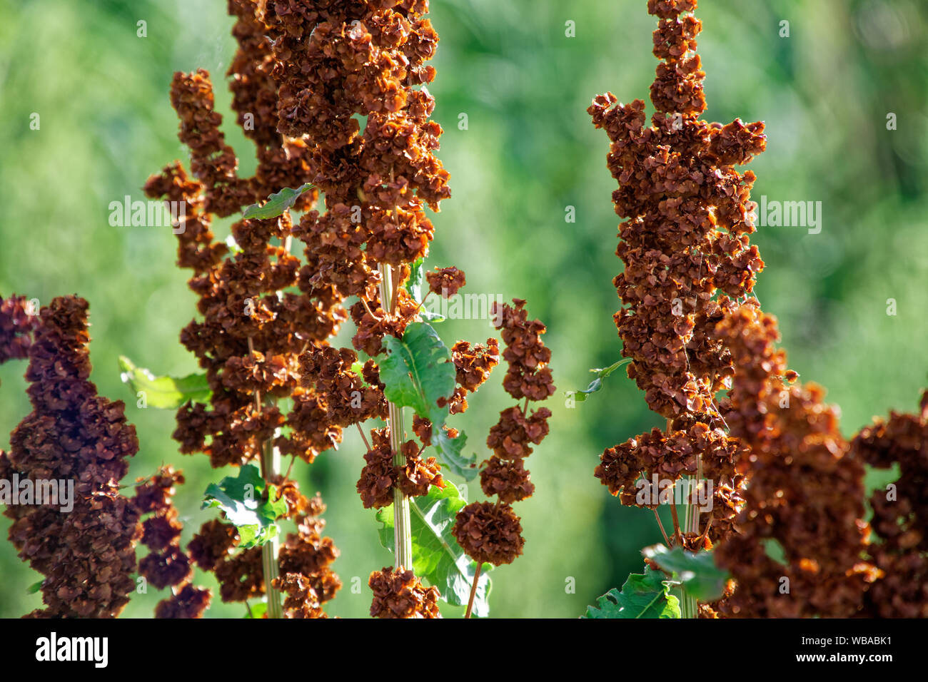 Sorgho à grain rouge Banque de photographies et d’images à haute ...