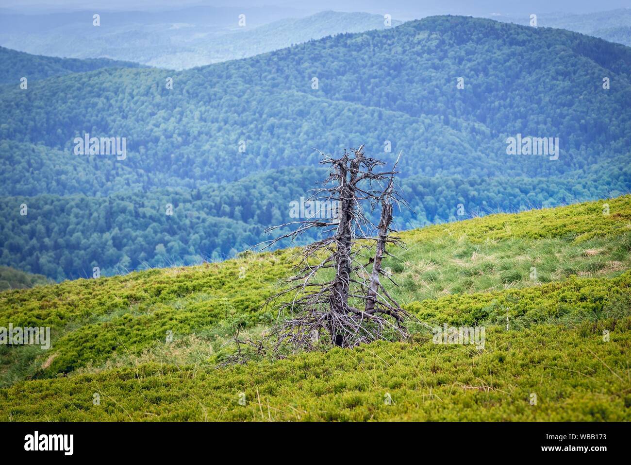 Wetlina alpage Banque de photographies et d’images à haute résolution ...