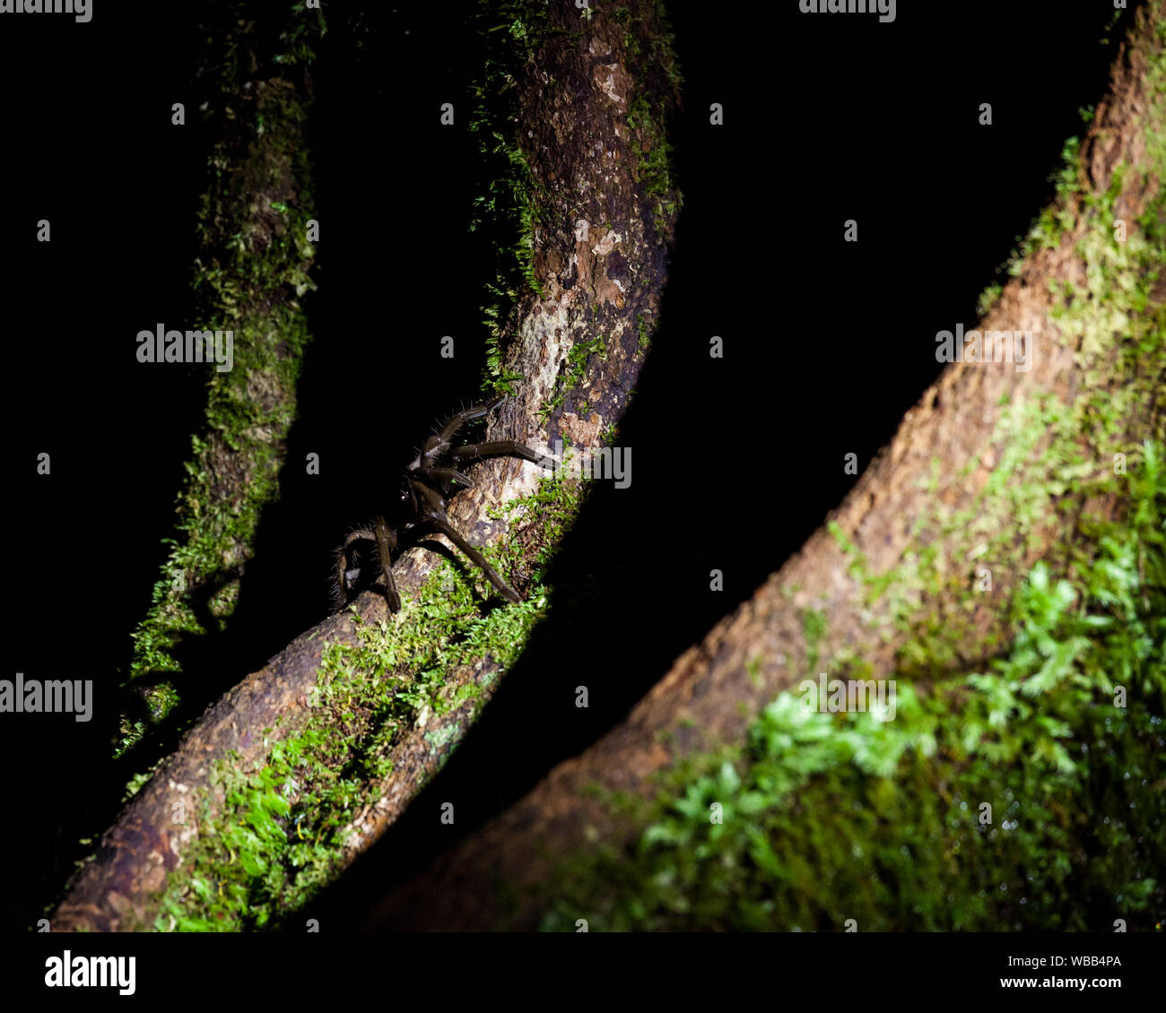 Animal effrayant Banque de photographies et d’images à haute résolution ...