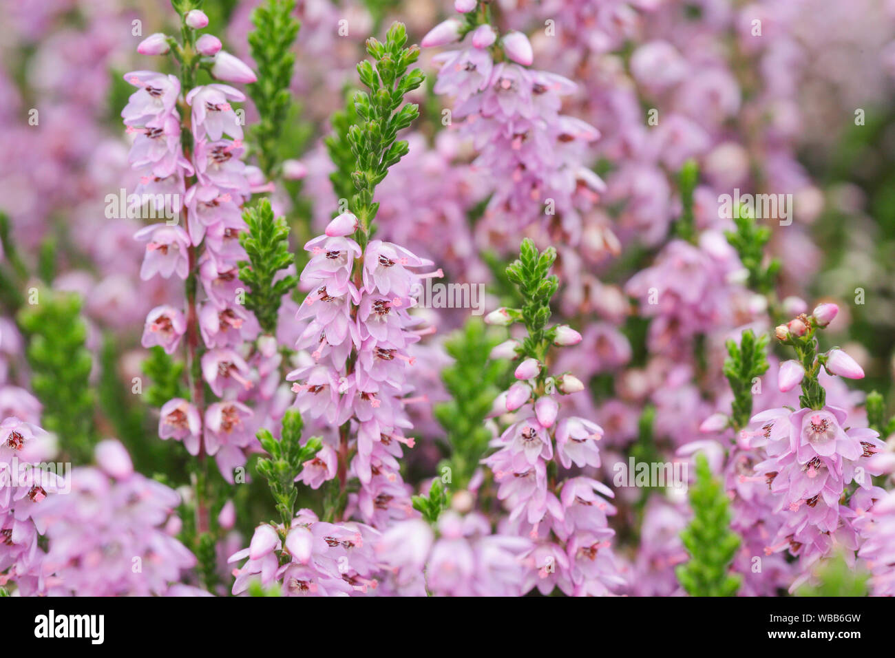 Erica sp Banque de photographies et d’images à haute résolution - Alamy
