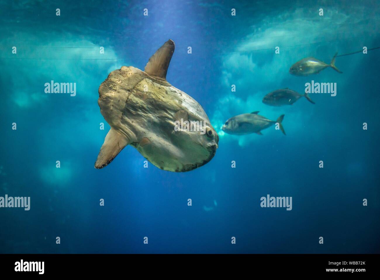 Ocean sunfish mola mola in Banque de photographies et d’images à haute ...