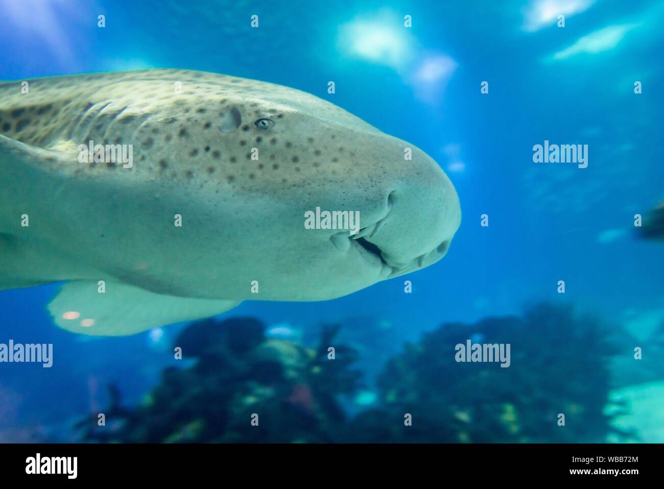 Zebra shark stegostoma fasciatum Banque de photographies et d’images à ...