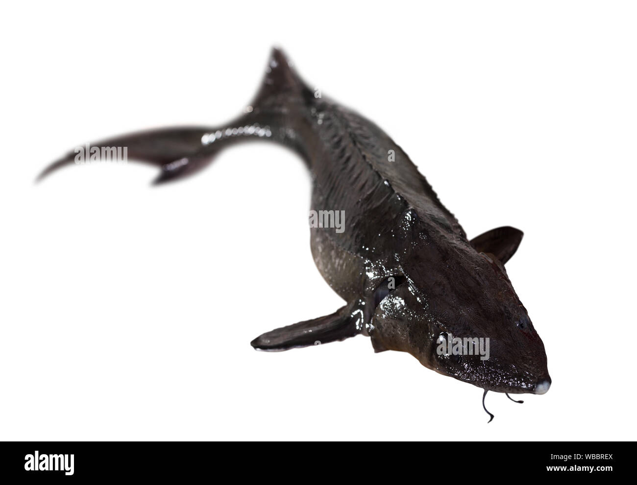 Esturgeons russes Banque de photographies et d’images à haute ...