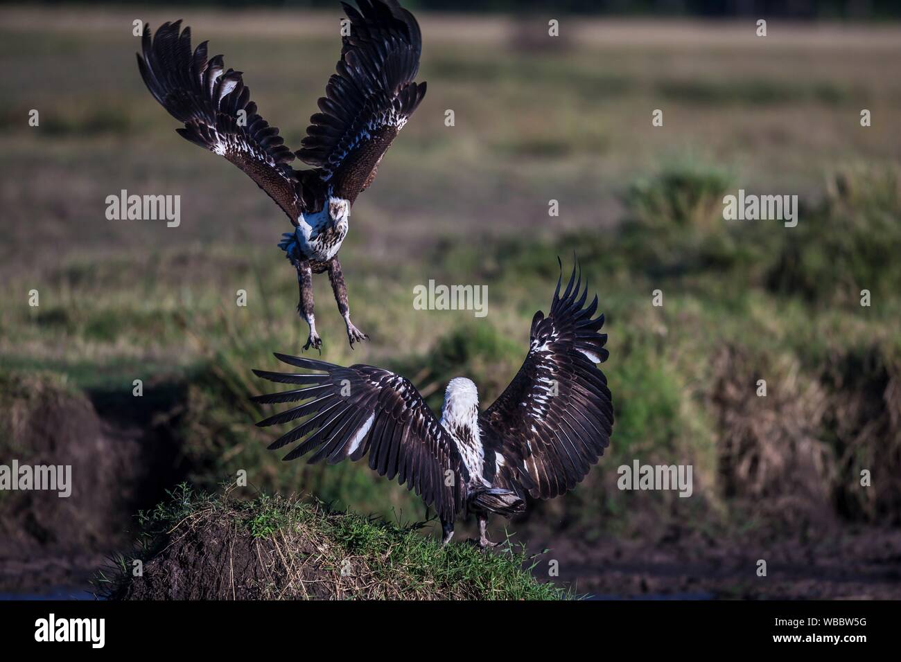 Combat air air Banque de photographies et d’images à haute résolution ...
