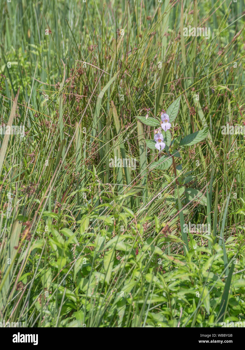 Plantes pour sols humides Banque de photographies et d’images à haute ...