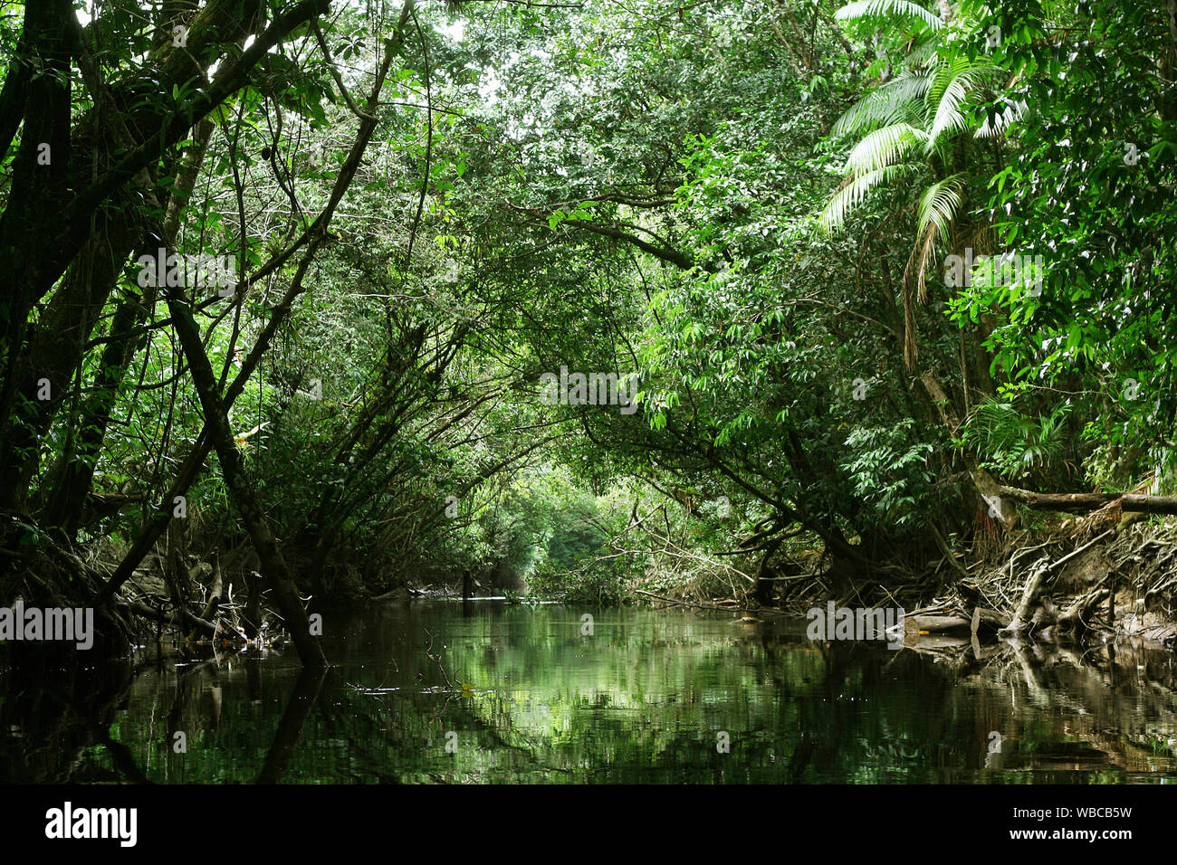 Guyana rainforest canopy Banque de photographies et d’images à haute ...