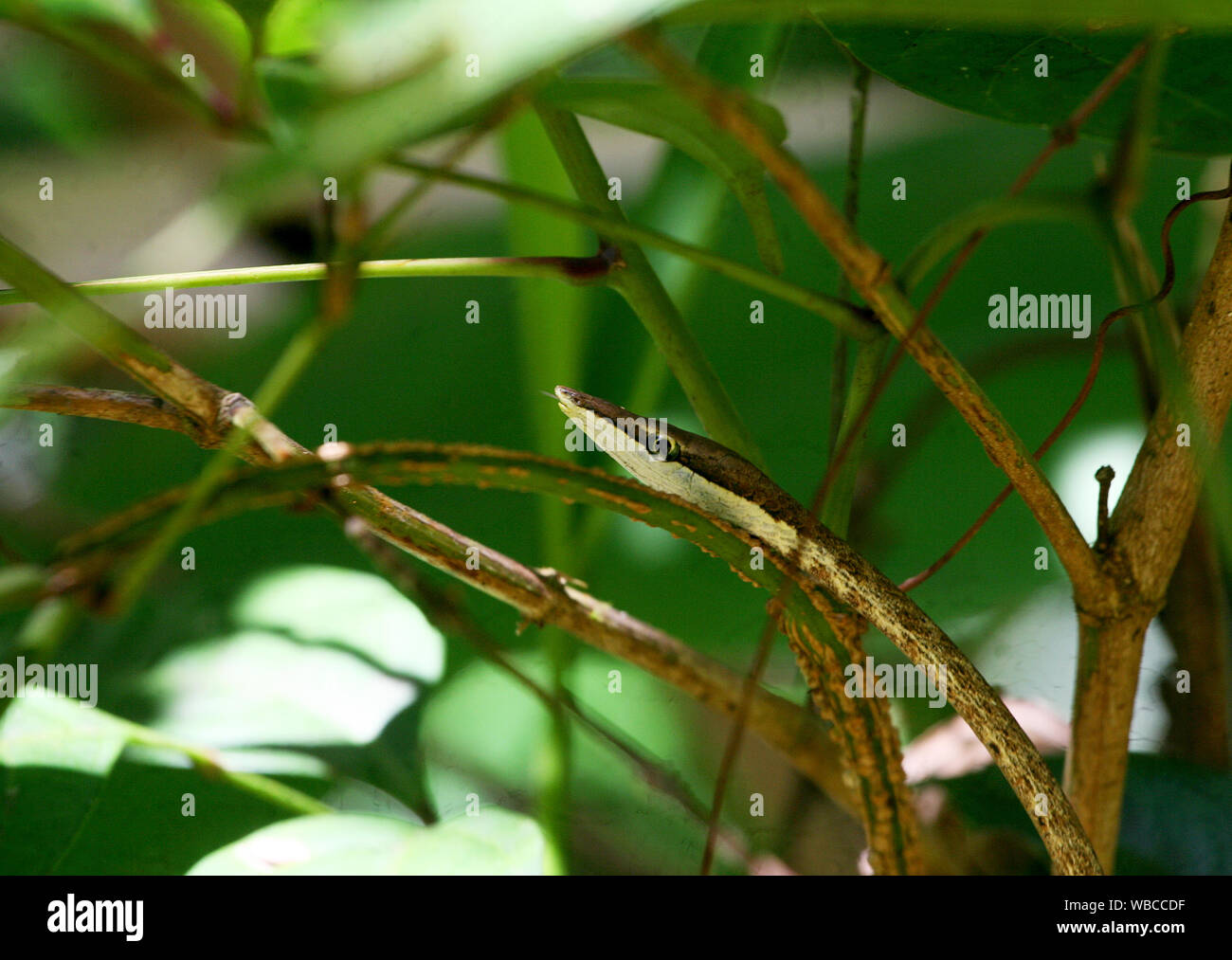 French guiana snake Banque de photographies et d’images à haute ...