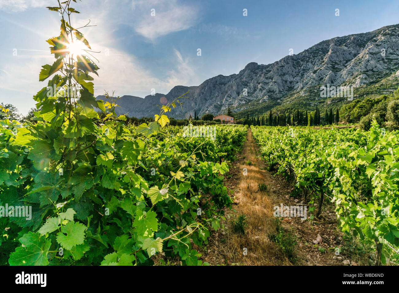 Vignobles provence Banque de photographies et d’images à haute ...