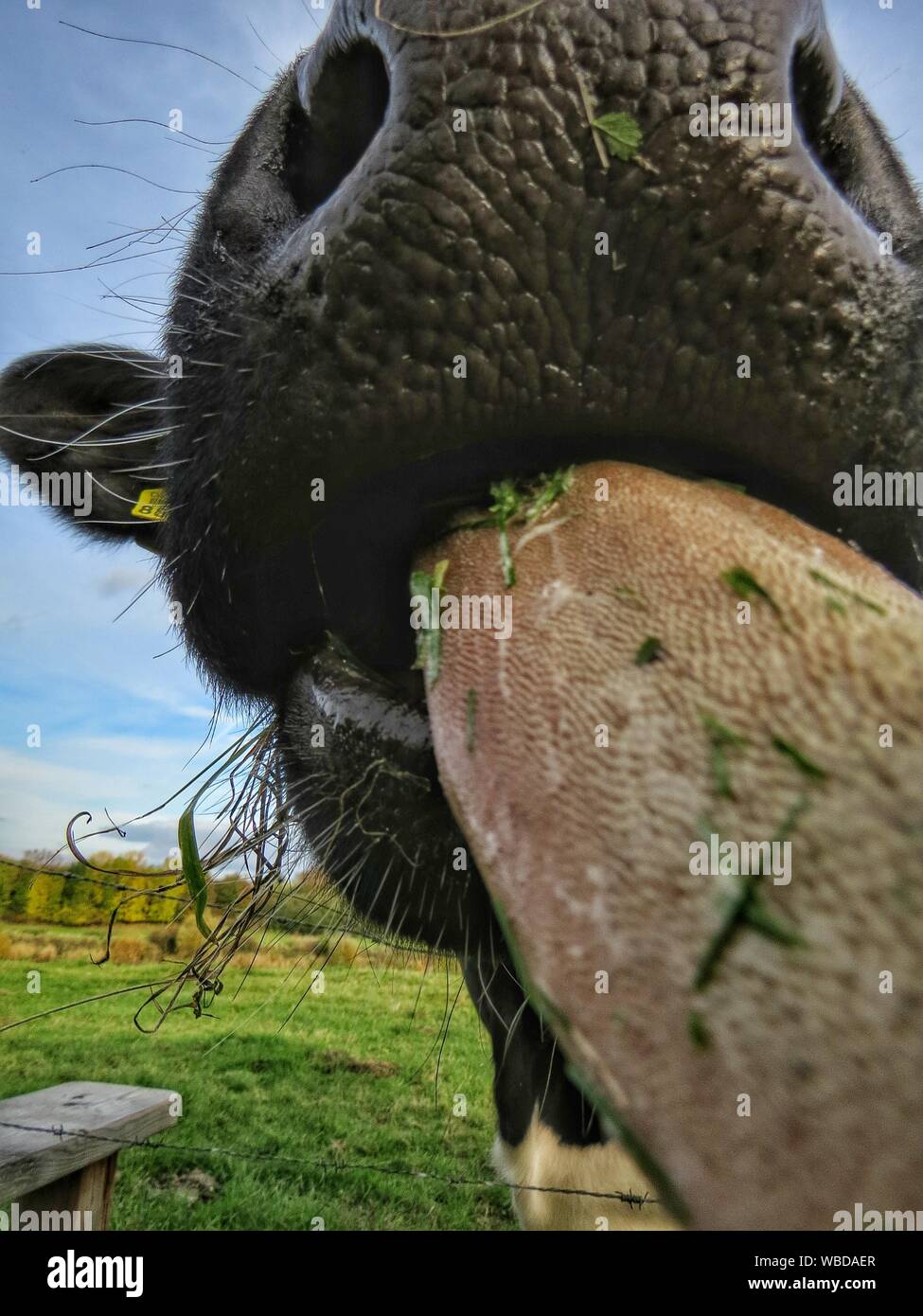 Vache avec la langue Banque de photographies et d’images à haute ...