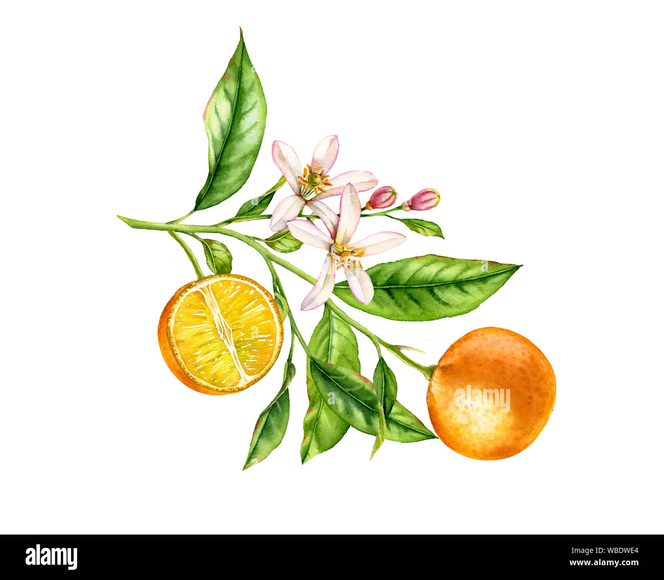 Fruit and flower illustration Banque de photographies et d’images à ...