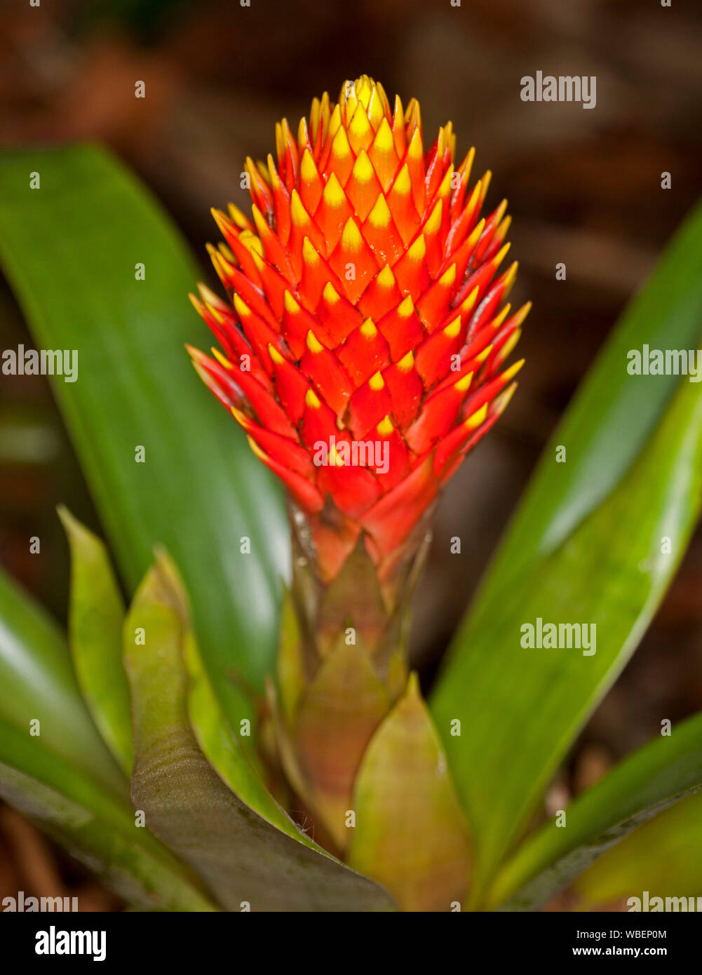 De superbes couleurs vives et de fleurs rouges et jaunes, les bractées ...