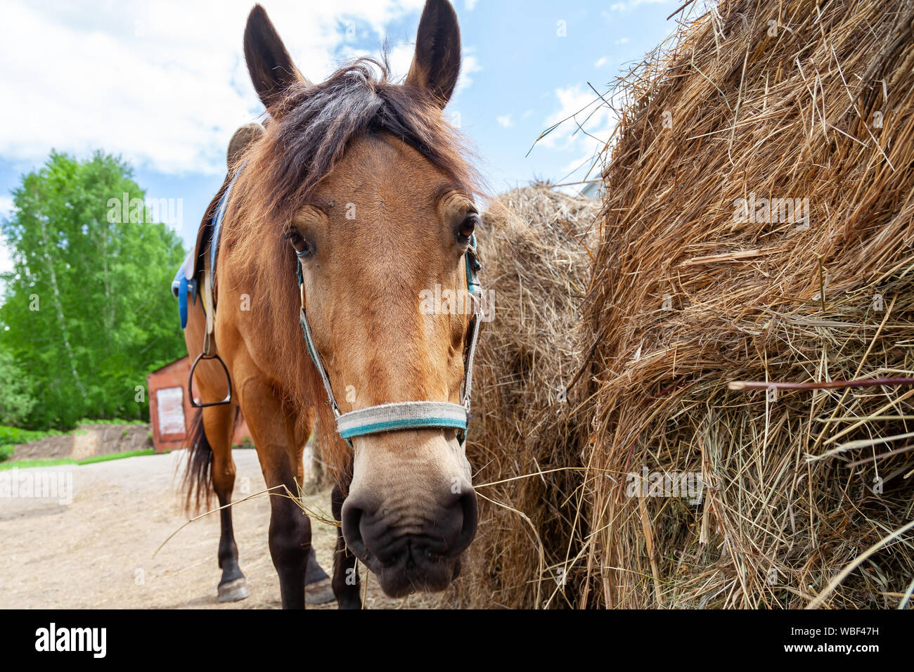 Close up visage d'un cheval arabe brun avec une selle sur le dos ...