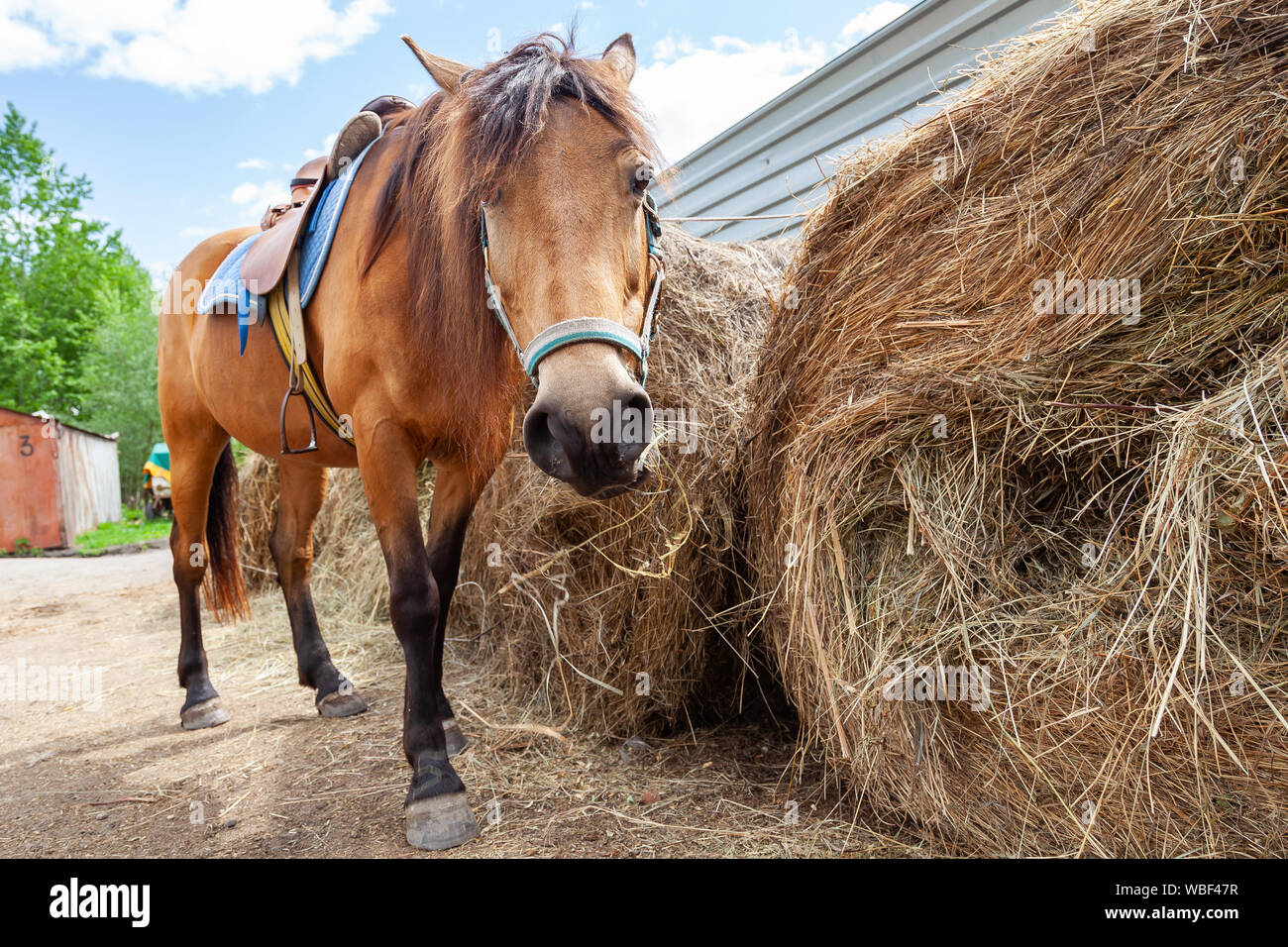 Cheval Arabe Brun Banque d'image et photos - Alamy