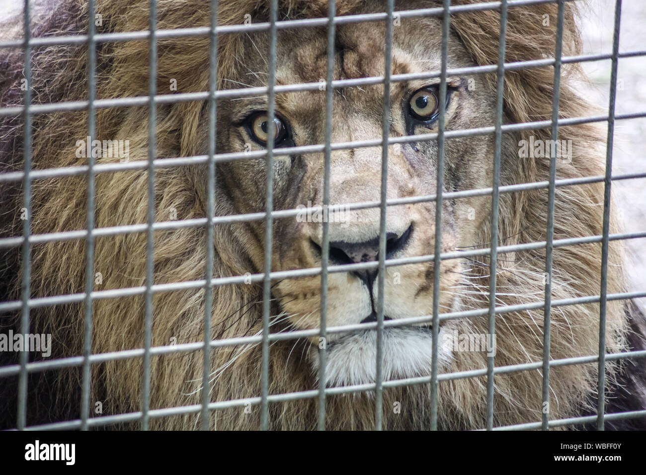 Lion zoo cage Banque de photographies et d’images à haute résolution ...