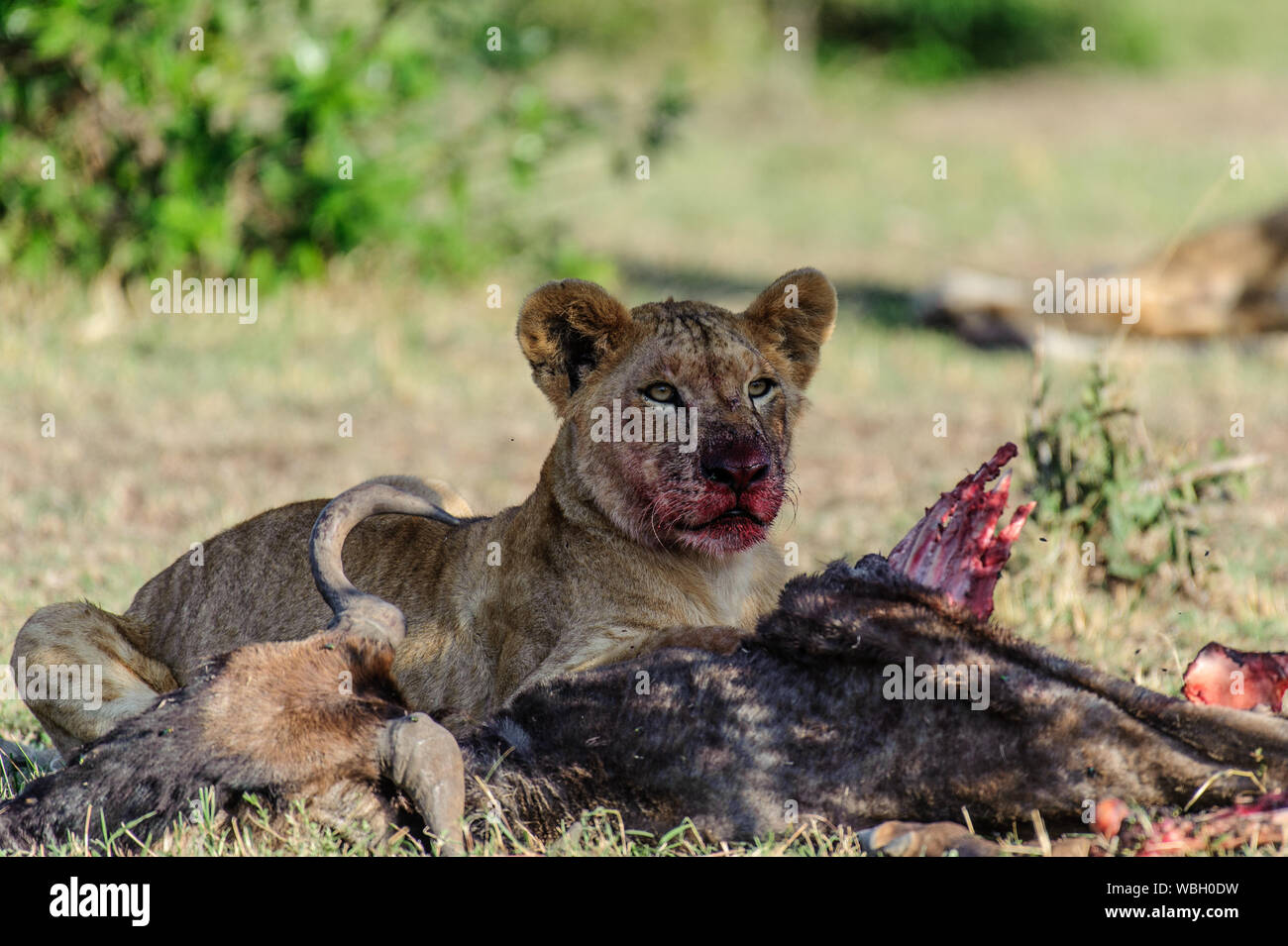 Lionceau mort Banque de photographies et d’images à haute résolution ...