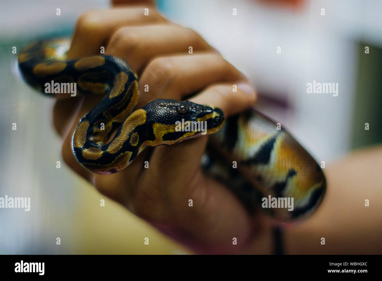 Man Holding Snake Banque d'image et photos - Alamy