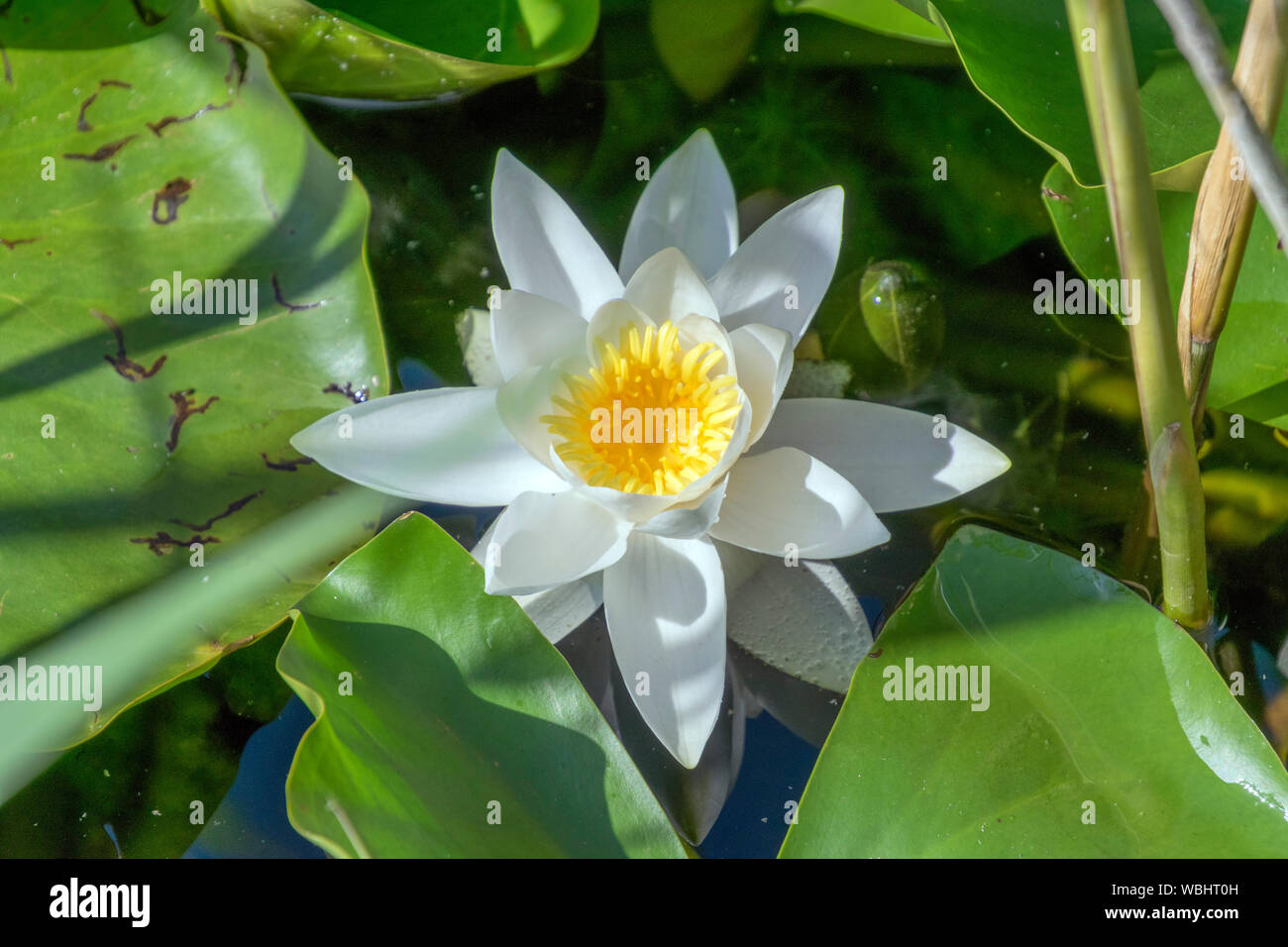 Fleur de lys blanc Banque de photographies et d’images à haute résolution - Alamy