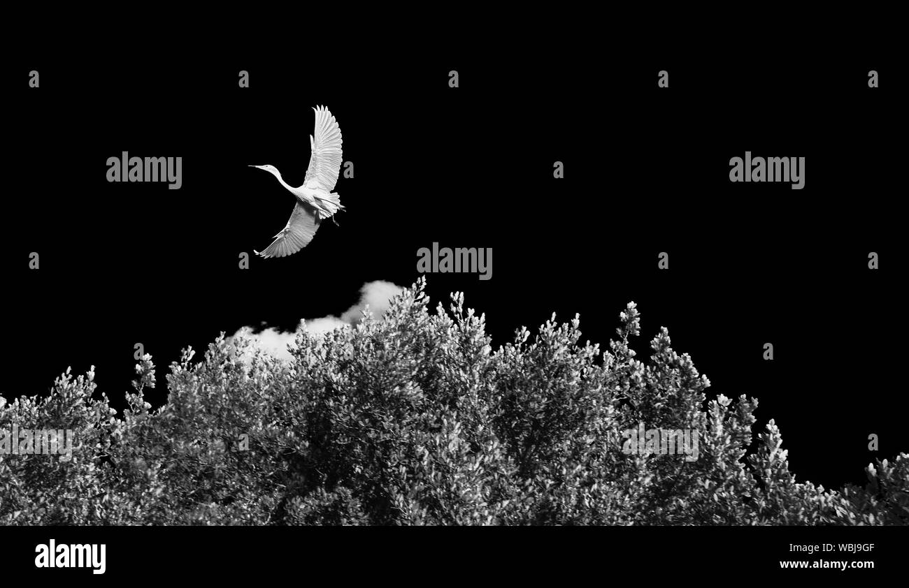 Arbre volant Banque de photographies et d’images à haute résolution - Alamy