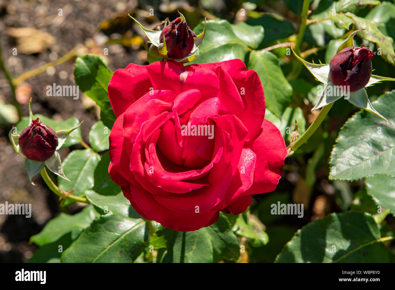 Rosa alecs rouge Banque de photographies et d’images à haute résolution ...