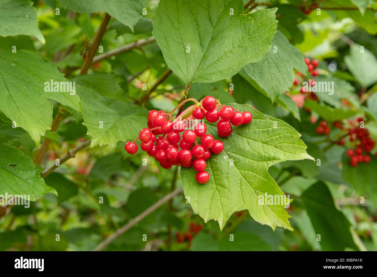 Viburnum opulus fruits Banque de photographies et d’images à haute ...