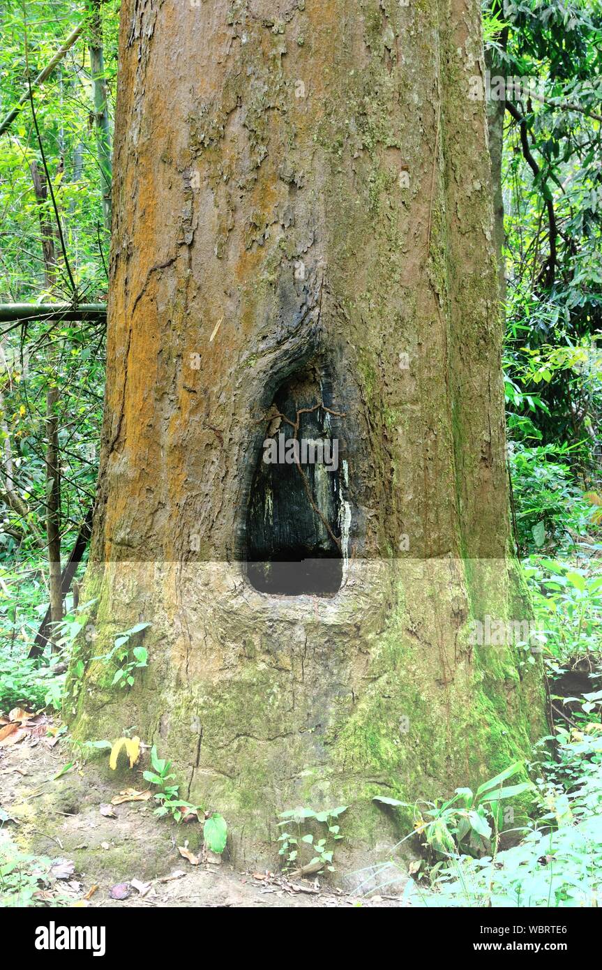 Tronc d'arbre creux et mousse Banque d'image et photos - Alamy