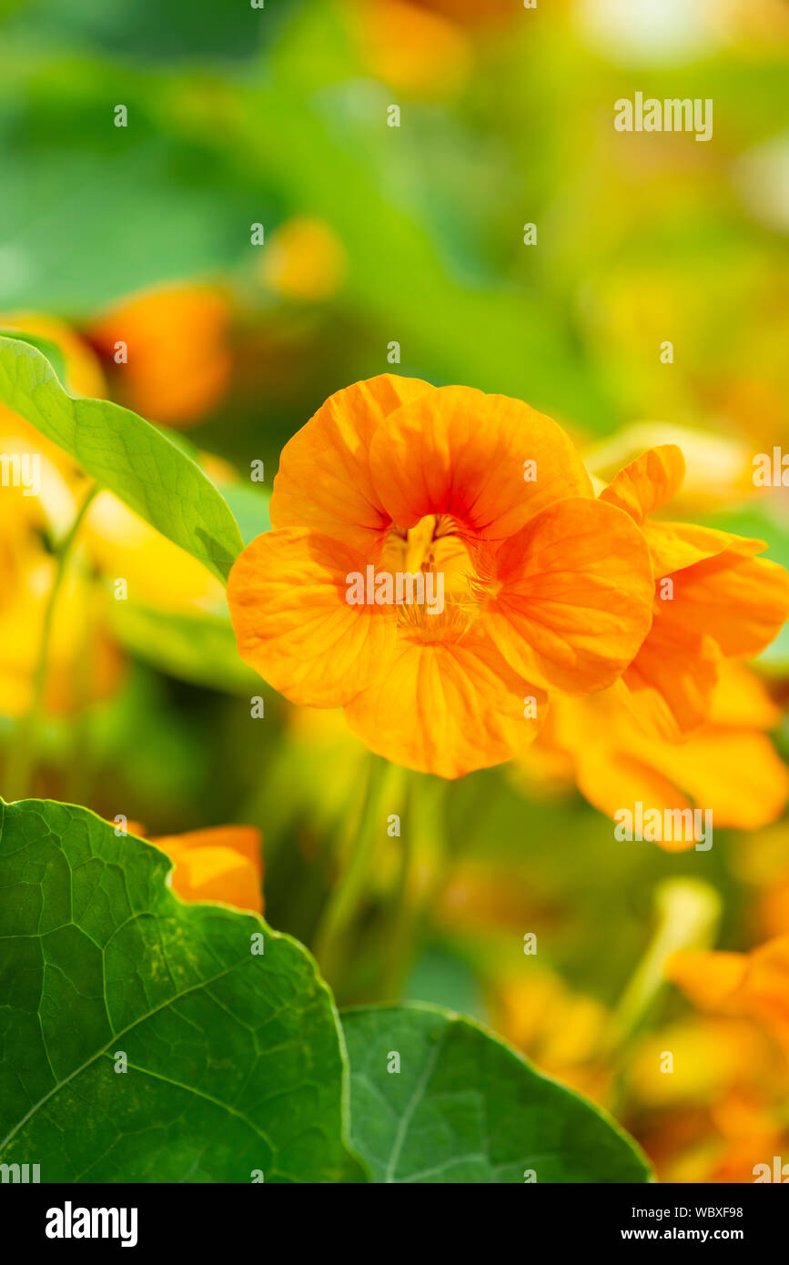 Plantes et fleurs de capucines Banque de photographies et d’images à ...