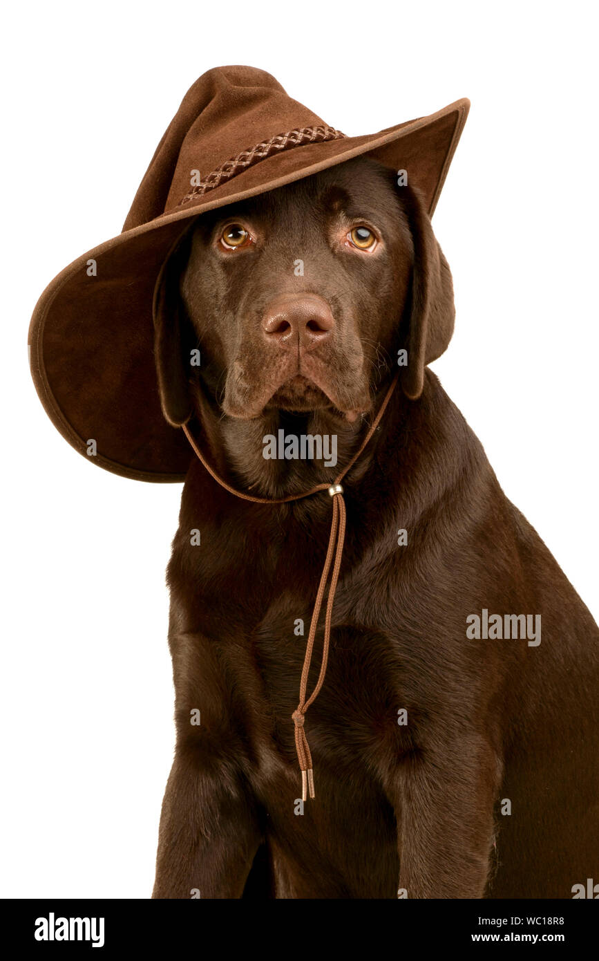 Labrador chocolate working line Banque de photographies et d’images à ...