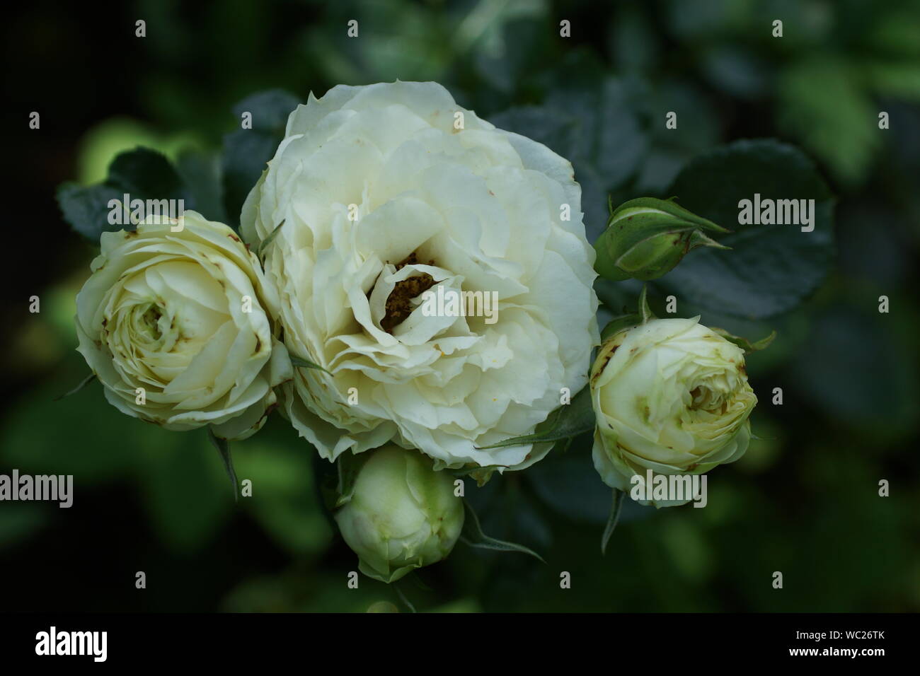 Rokoko au citron Banque de photographies et d’images à haute résolution ...