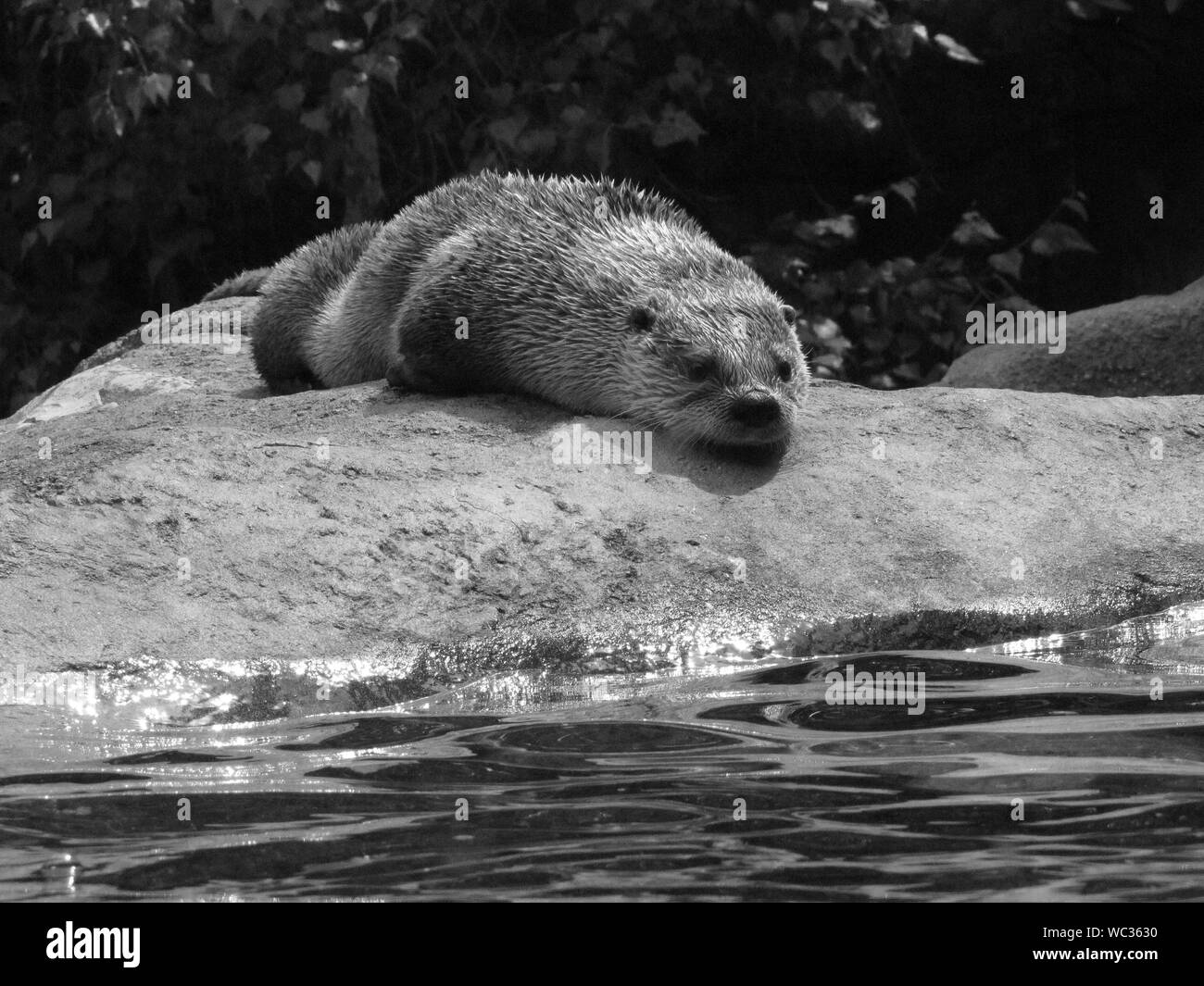Loutre de rivière Banque d'images noir et blanc - Alamy