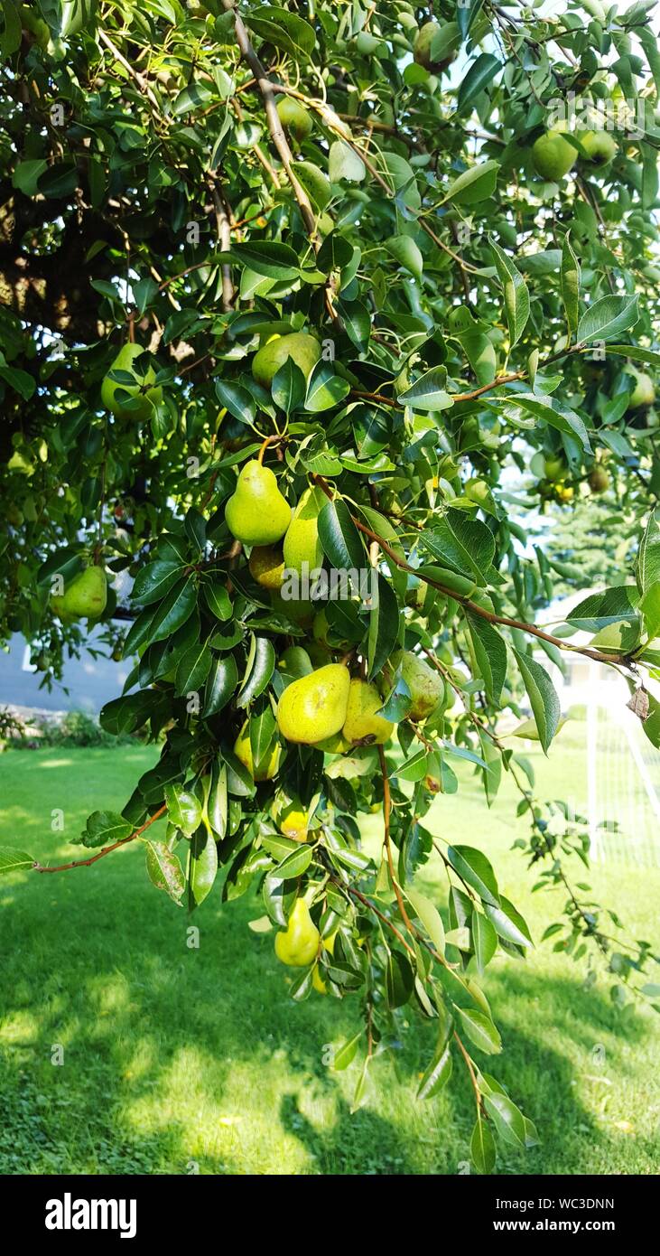 Arbre De Plus En Plus De Poires Banque d'image et photos - Alamy