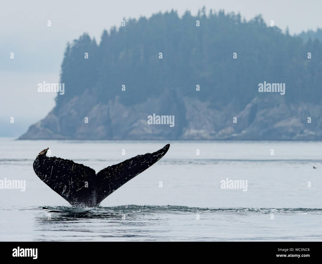 Baleine À Fanons Banque d'image et photos - Alamy