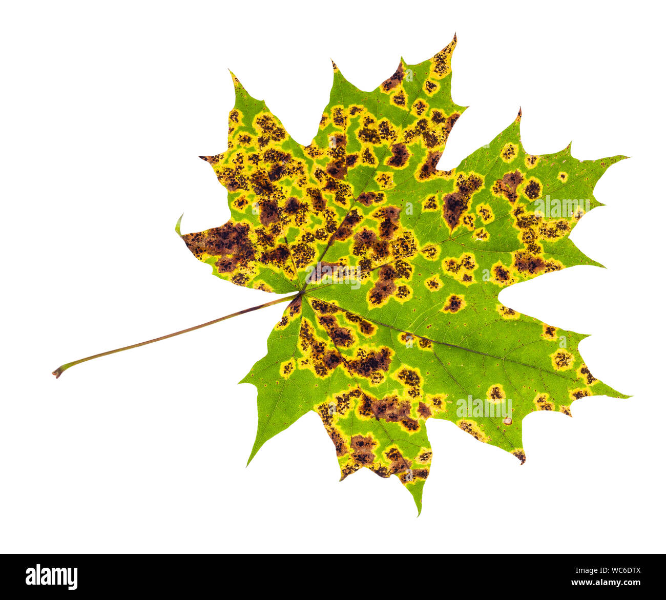 Maladie des feuilles des taches noires Banque de photographies et d ...