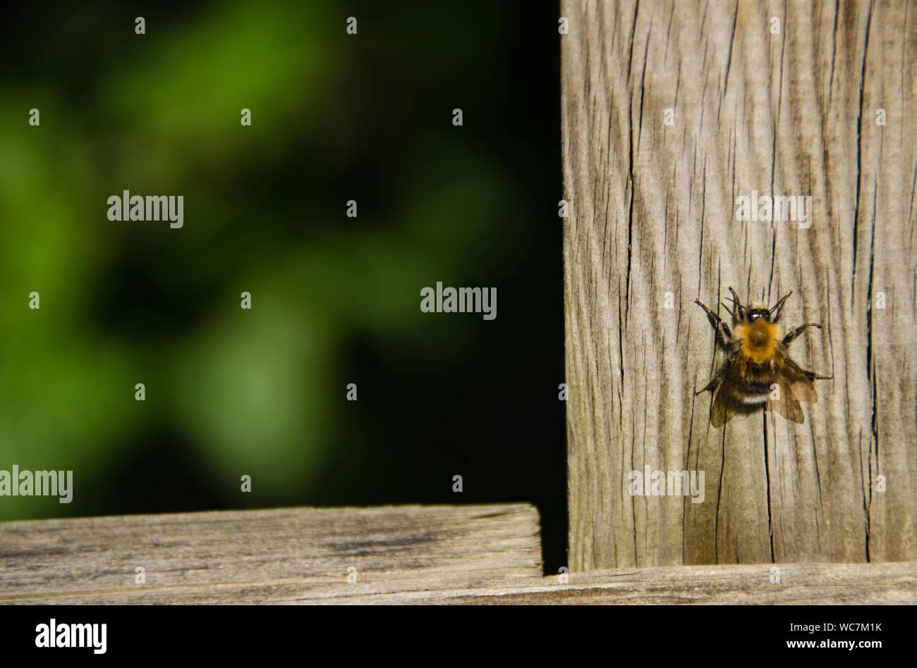 Insecte sur le mur Banque de photographies et d’images à haute ...