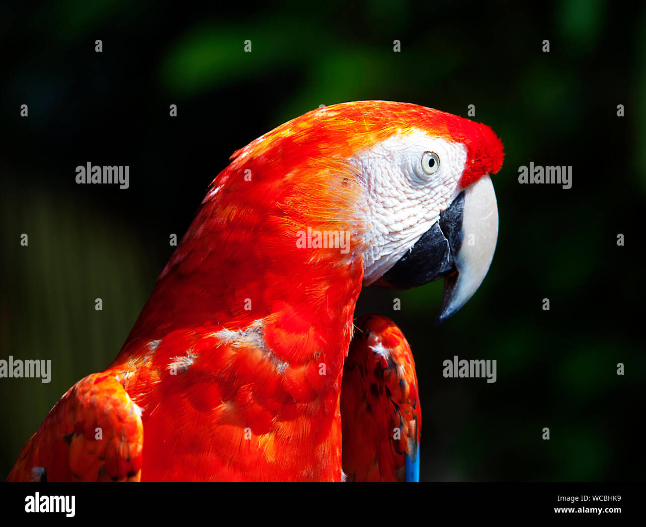 Perroquet rouge Banque de photographies et d’images à haute résolution ...