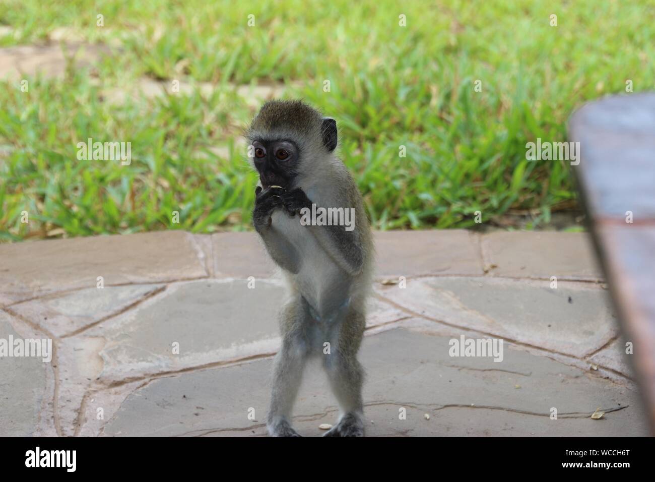 Monkey standing up Banque de photographies et d’images à haute ...