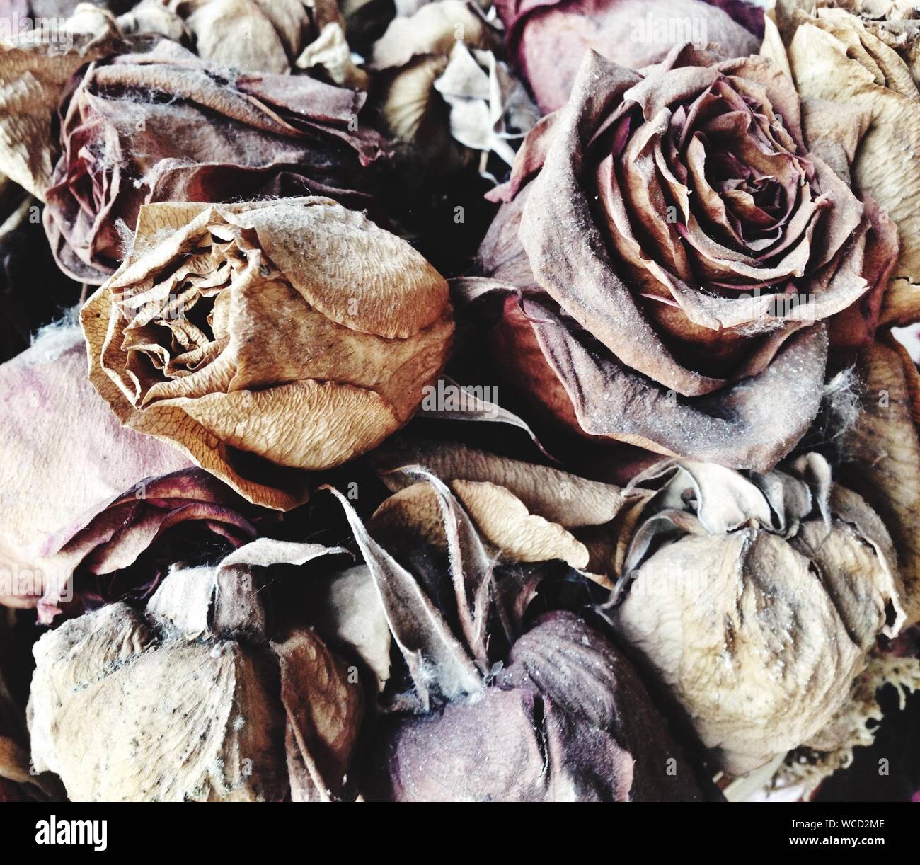 Bouquet roses fanées Banque de photographies et d’images à haute ...