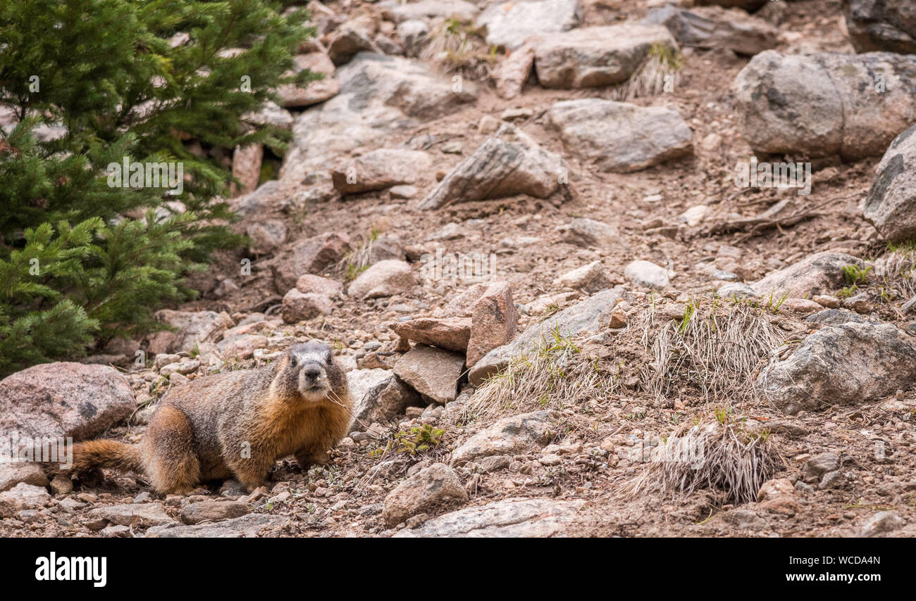 Portrait de marmotte Banque de photographies et d’images à haute ...