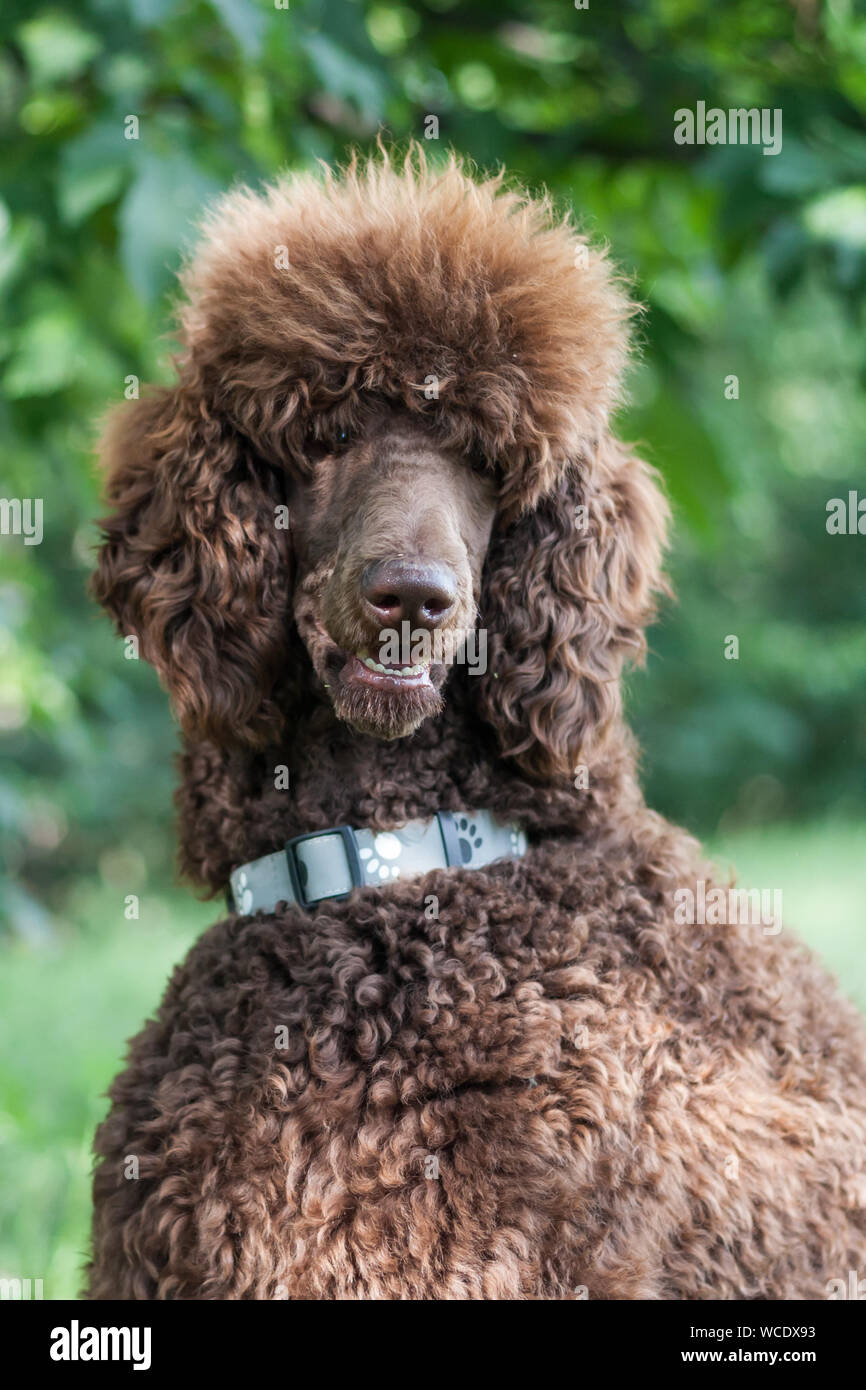 Grand caniche brun Banque de photographies et d’images à haute ...