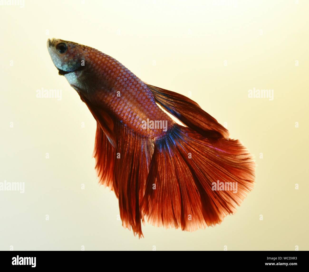 Poisson sur fond blanc Banque de photographies et d’images à haute ...