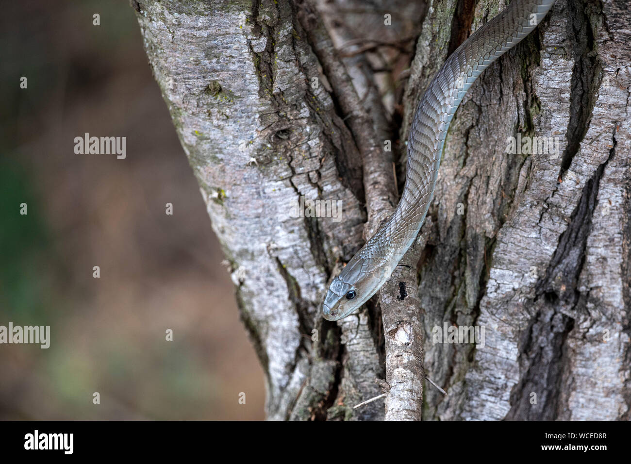 Black mamba portrait Banque de photographies et d’images à haute ...