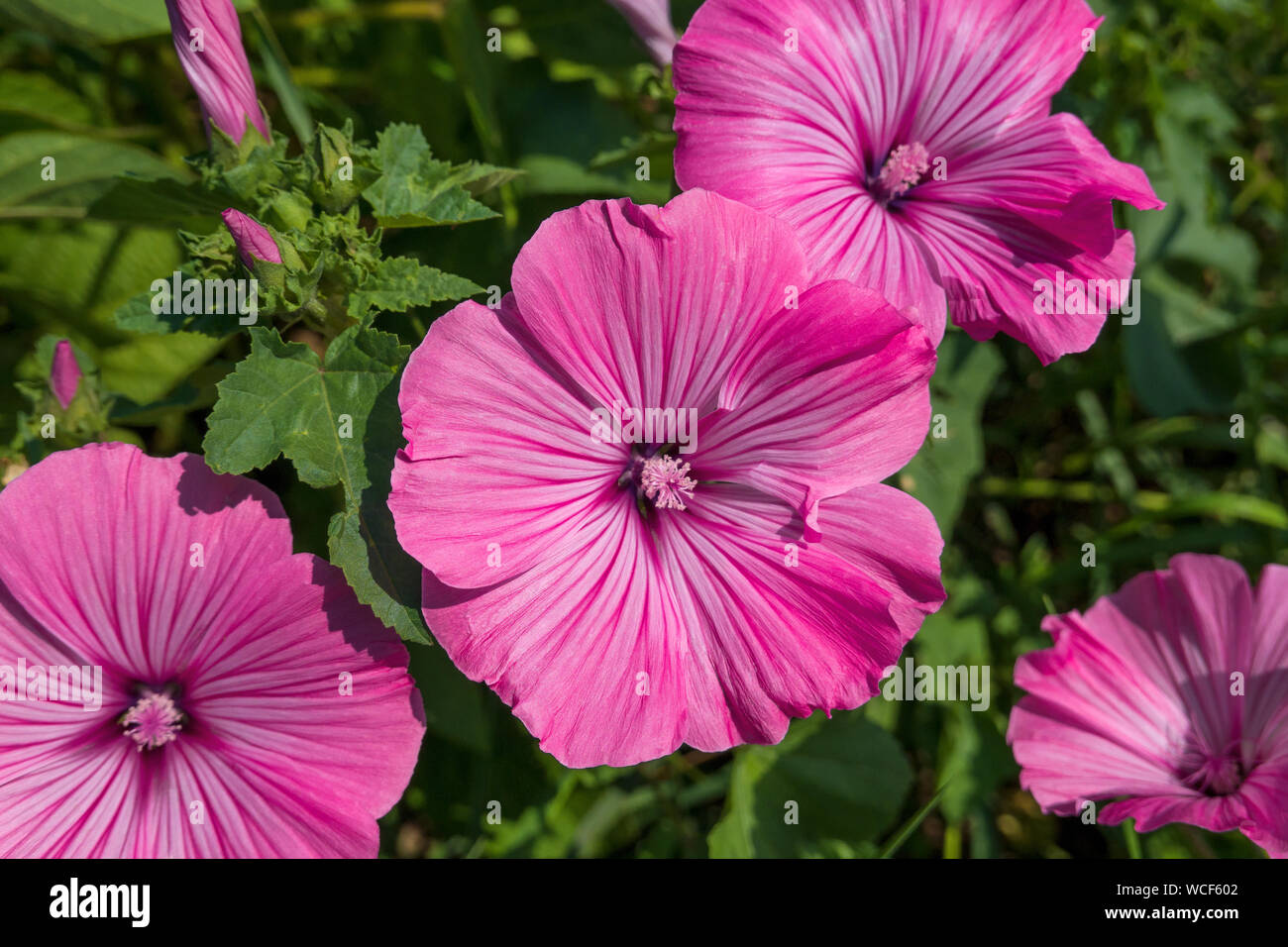 Fleurs En Forme De Calice Banque d'image et photos - Alamy