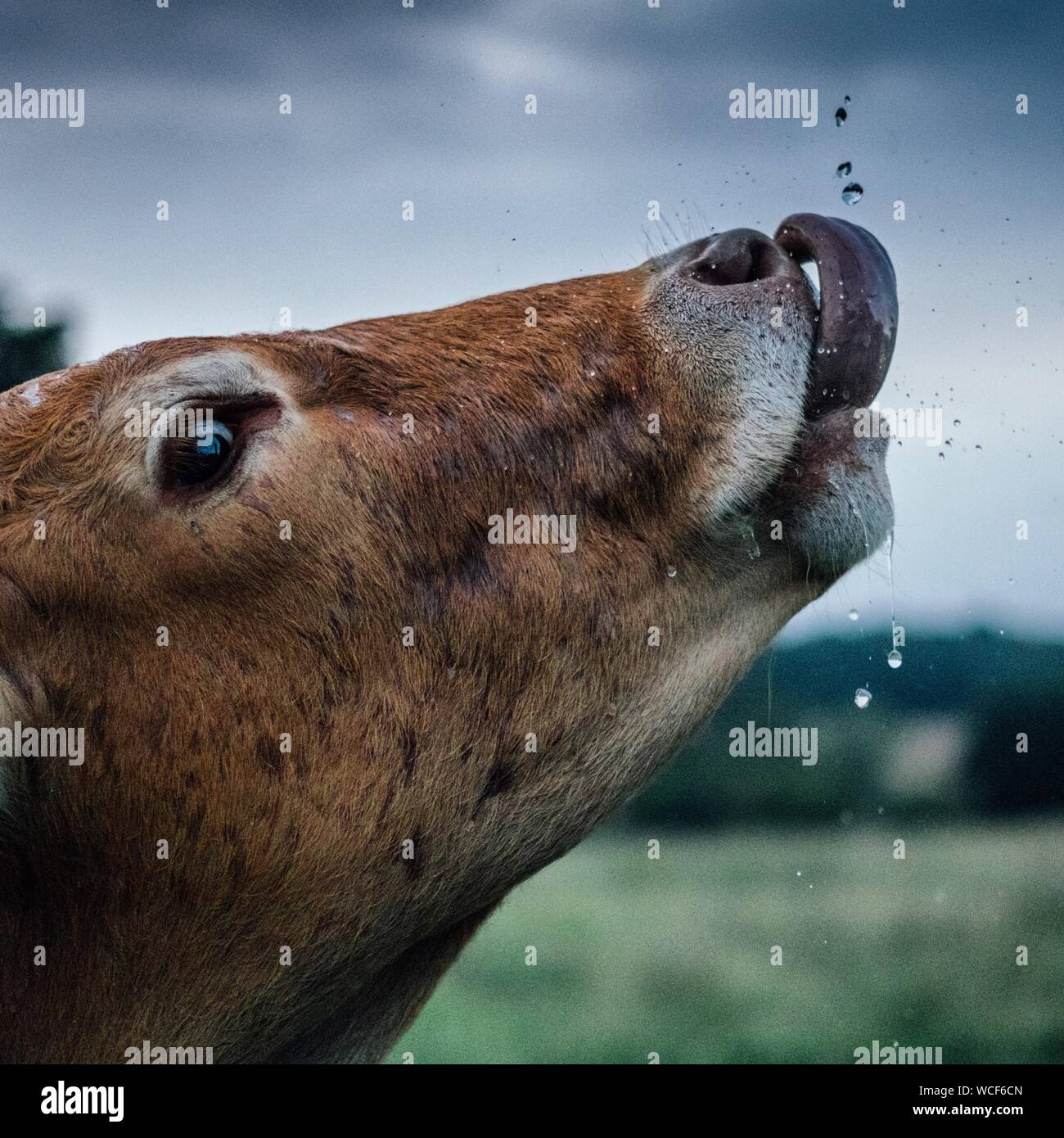Vache qui tire la langue Banque de photographies et d’images à haute ...
