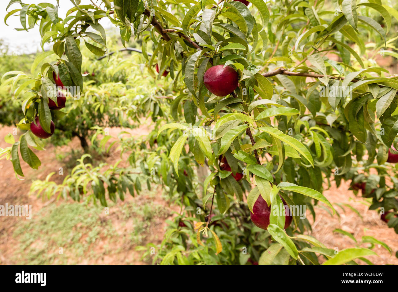 Nectarine orchard Banque de photographies et d’images à haute ...