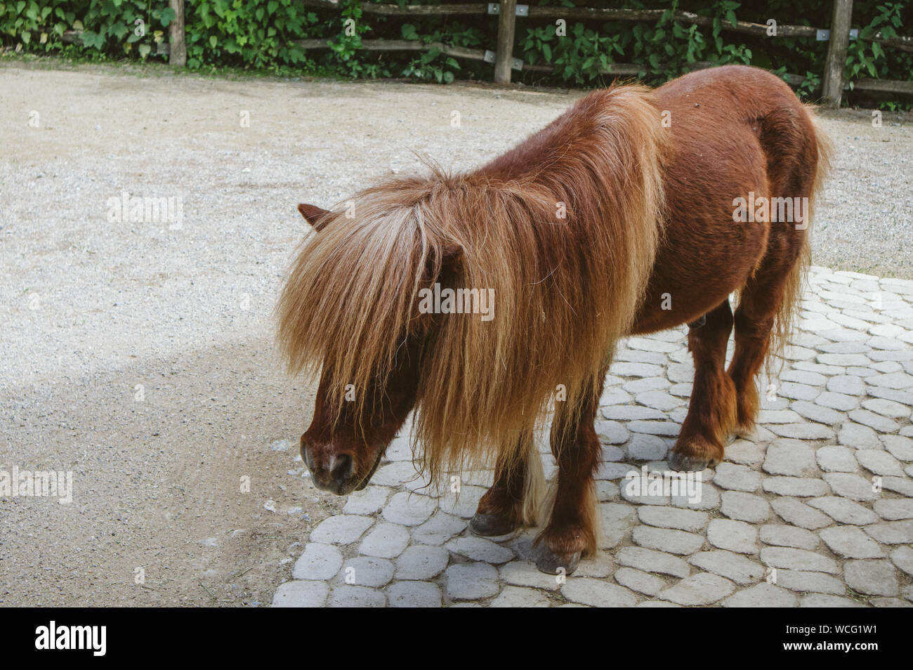 Cheval miniature Banque de photographies et d’images à haute résolution ...