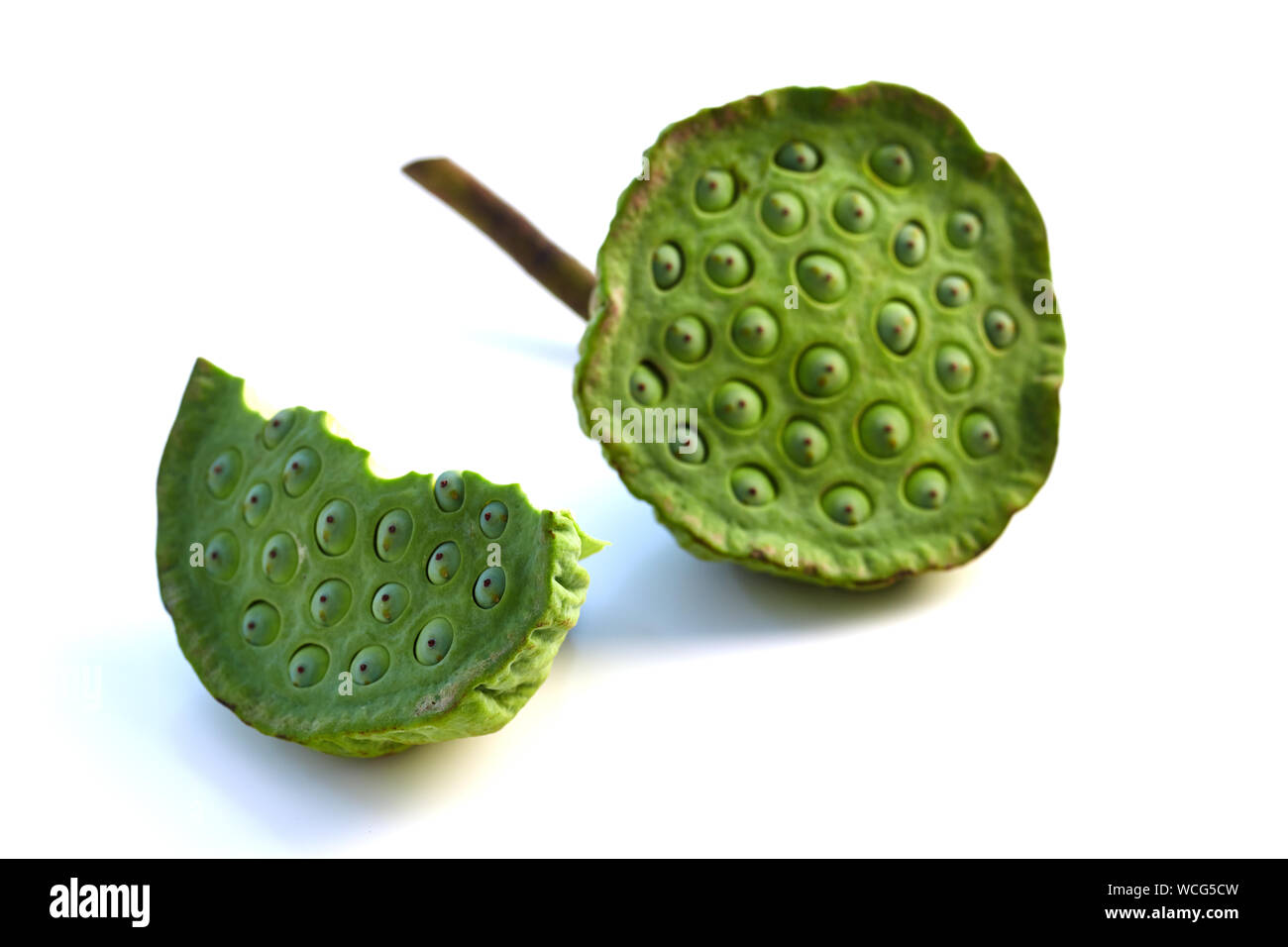 Plant pod Banque de photographies et d’images à haute résolution - Alamy